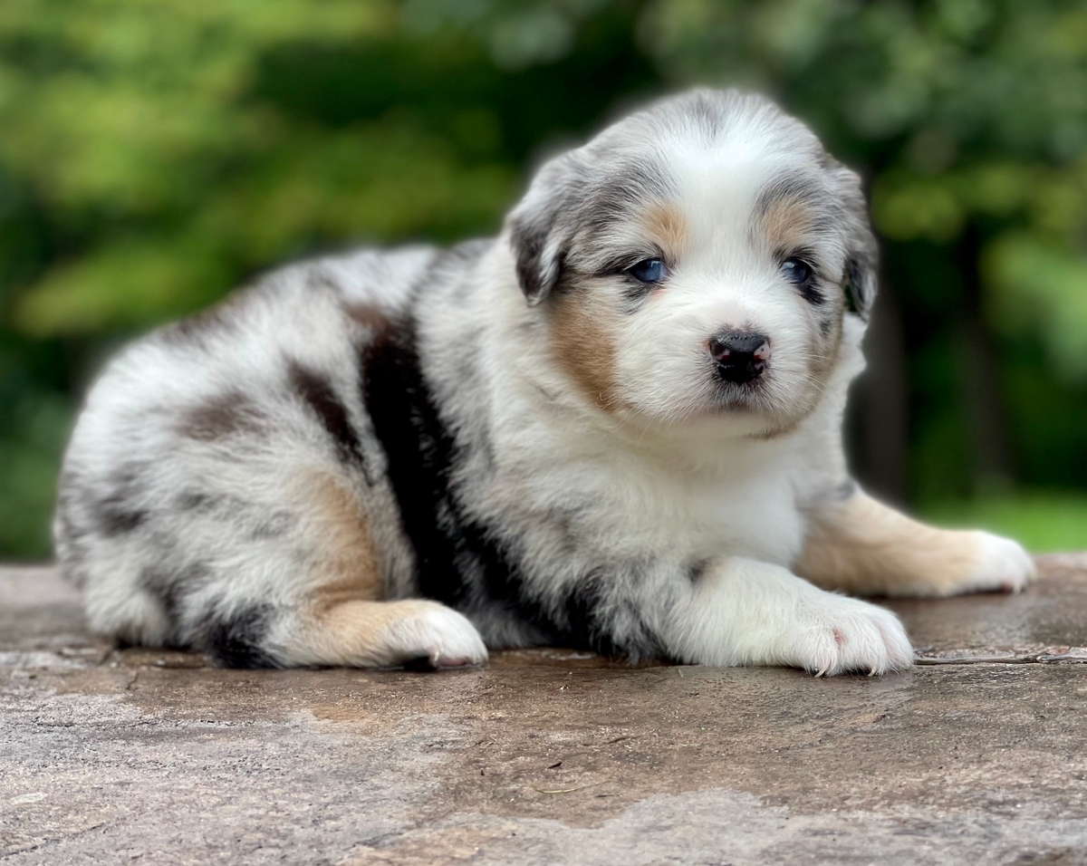 Stella