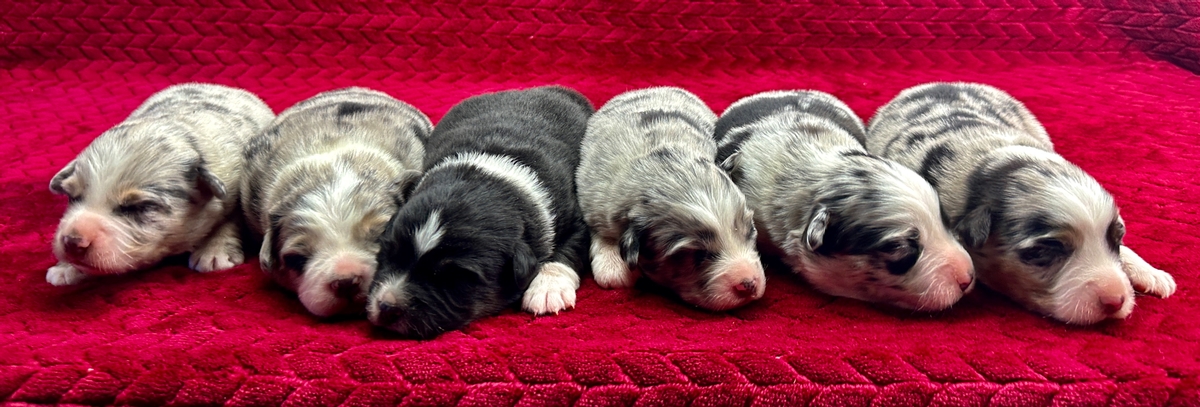 Tanner/Aspen Litter 1/23/24