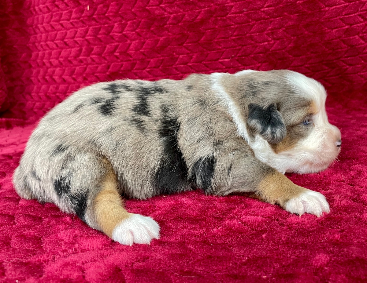 Zephyr